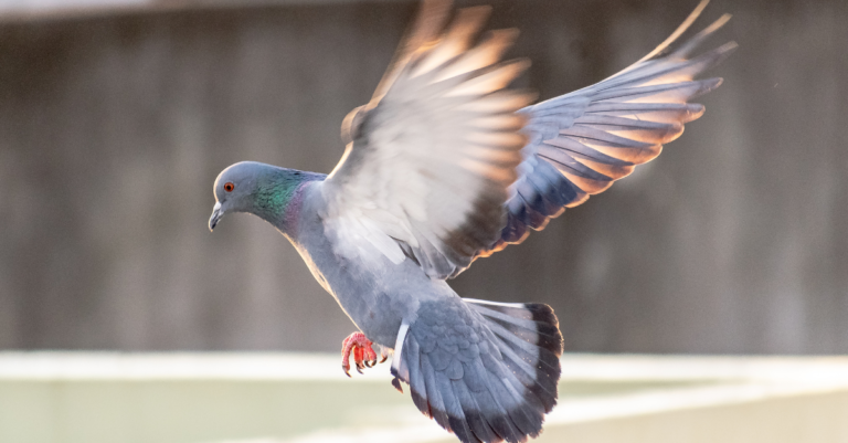How Do Birds Fly? Understanding Wings and Feathers